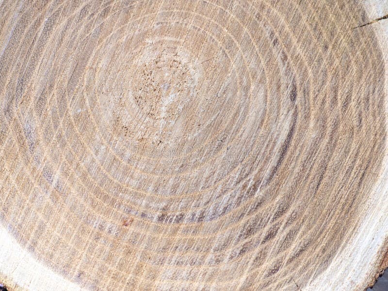 Fresh Cut of a Tree. Annual Rings on Wood. Wood Interior Texture ...
