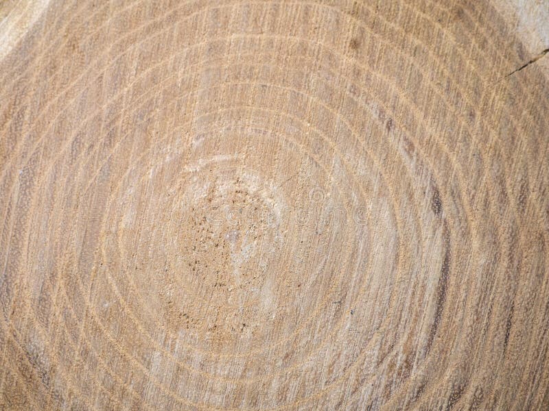 Fresh Cut of a Tree. Annual Rings on Wood. Wood Interior Texture ...