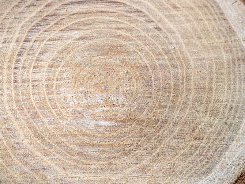 Fresh Cut of a Tree. Annual Rings on Wood Stock Photo - Image of ...
