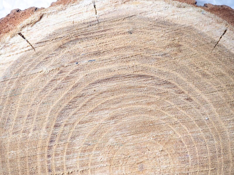 Fresh Cut of a Tree. Annual Rings on Wood Stock Photo - Image of ring ...