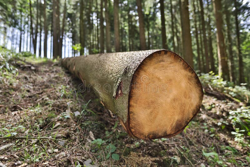 Fresh Cut Tree in the Forest Stock Image - Image of german, tree: 159933097
