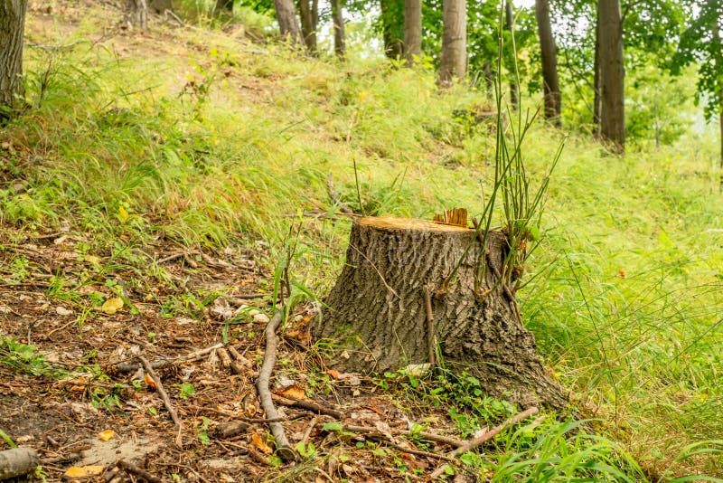 Fresh Cut Tree in the Forest Stock Photo - Image of forestry, stump ...