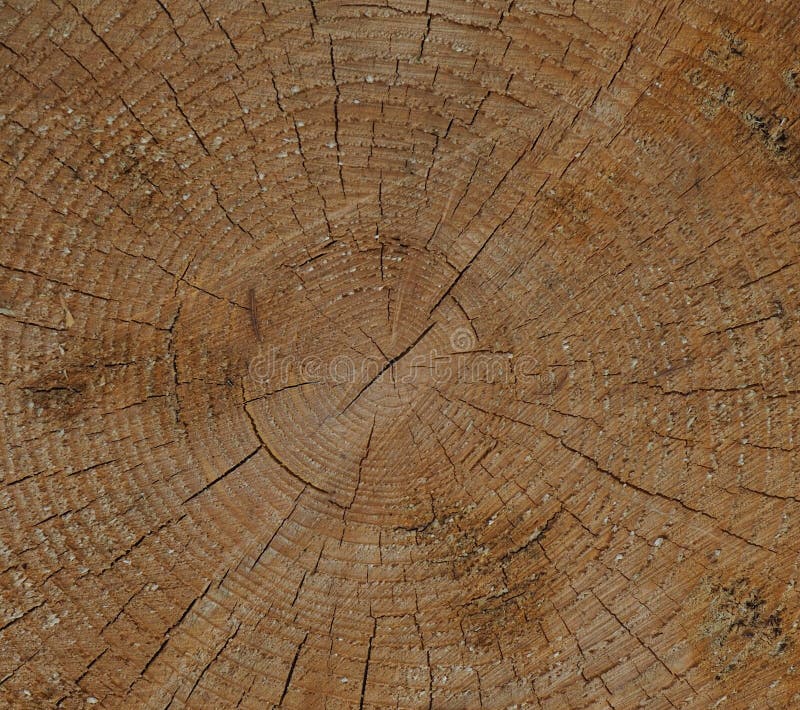 Fresh cut tree stump stock photo. Image of background - 64223622