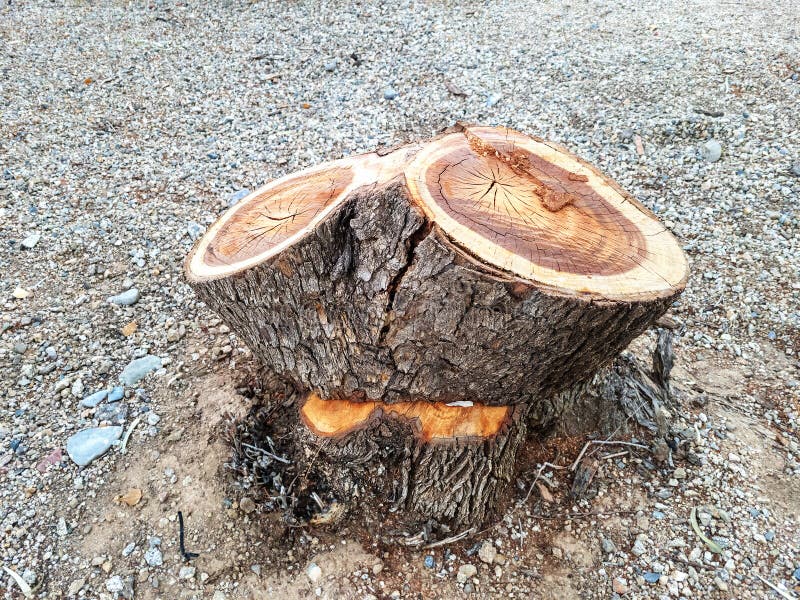 Fresh Cut Tree Stump stock image. Image of horizontal - 336220671
