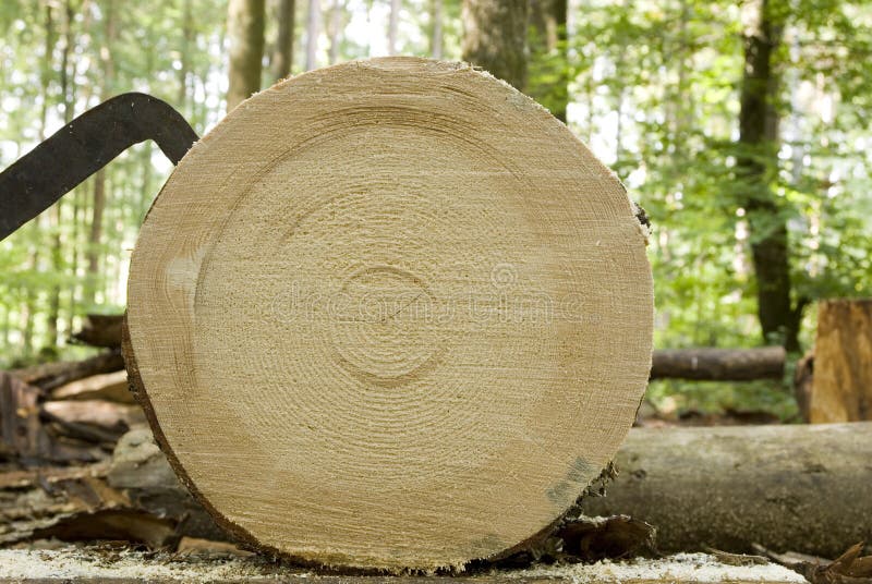 Fresh Cut Tree Trunk in Forest, Lumber Work Stock Image - Image of ...