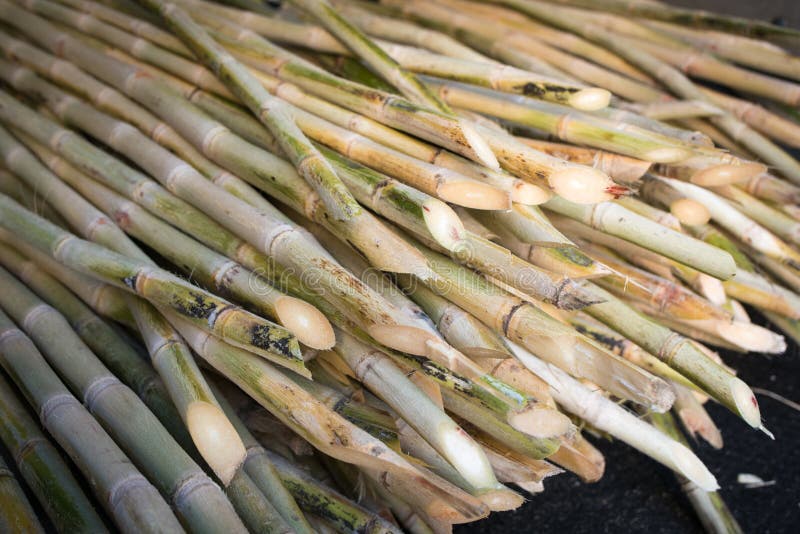 Fresh Cuts of Sugar Cane stock photo. Image of pile - 193411184