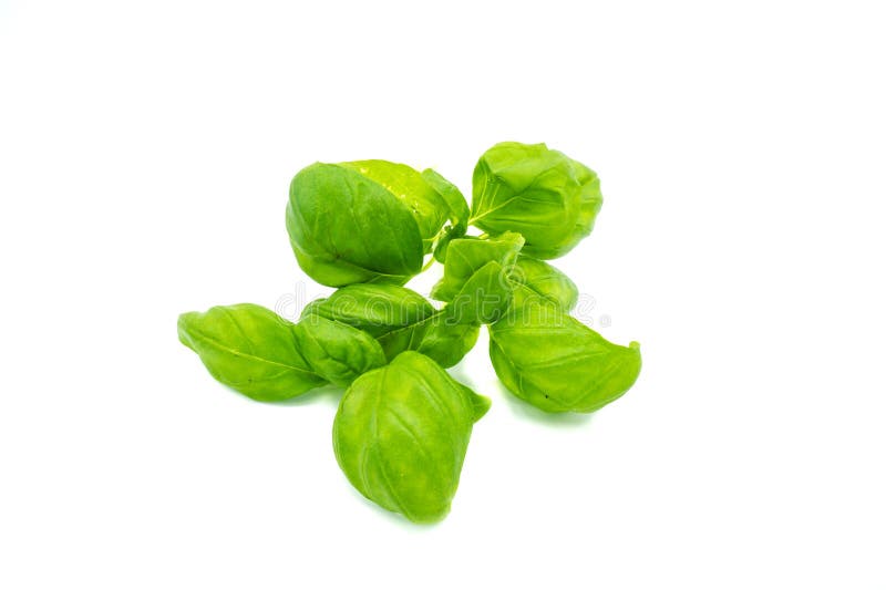 Fresh Cutted Basilicum Leaves Isolated on White Background Stock Photo ...