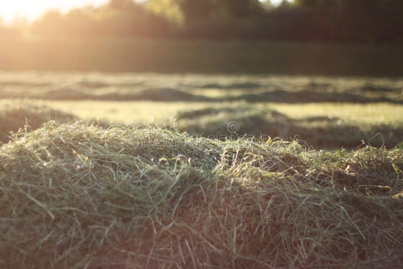 Fresh cutted hay stock image. Image of harvest, twilight - 40615899