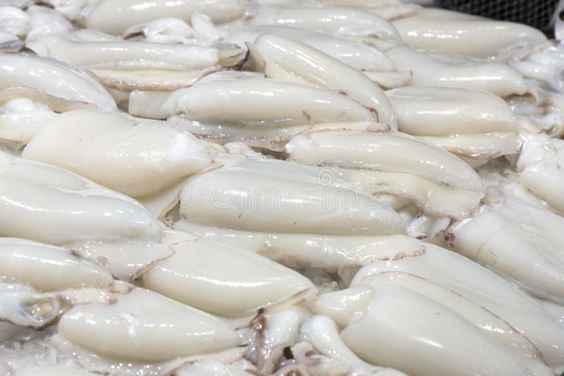 Fresh cuttlefish stock image. Image of cuisine, ingredient - 45091835