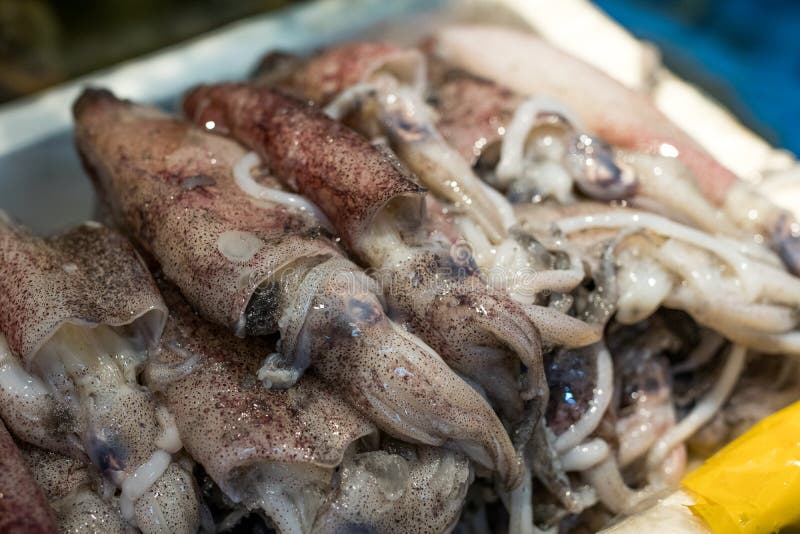 Fresh cuttlefish stock image. Image of prawn, eating - 106903923