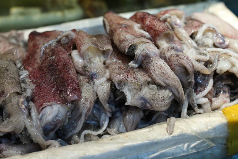 Fresh cuttlefish stock photo. Image of cuisine, dead - 106904018