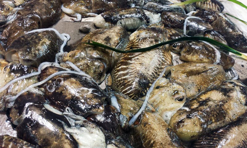 Fresh Cuttlefish at a Market in Italy Stock Image - Image of fish ...