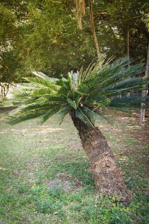 Cycad stock photo. Image of colour, funchal, beauty - 110793496
