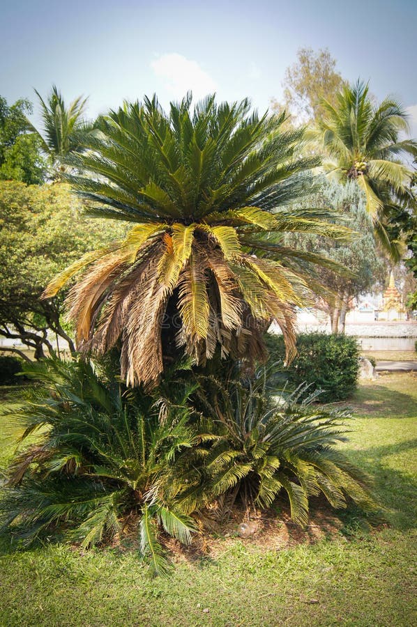 Cycad tree stock photo. Image of holiday, foliage, branch - 98170174