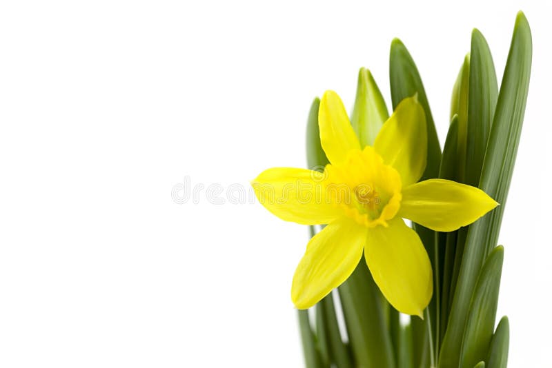 Daffodil plants stock photo. Image of petal, minimalist - 2315068