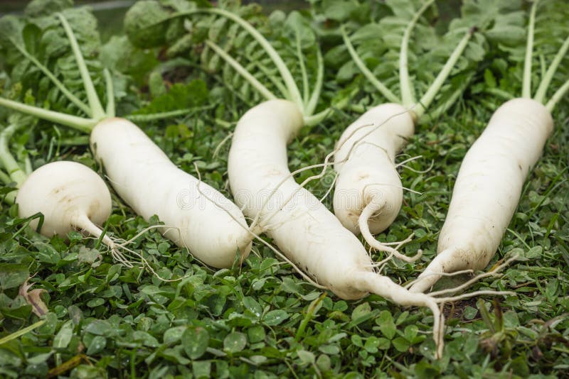 Fresh Daikon on the lawn stock image. Image of organic - 79207799