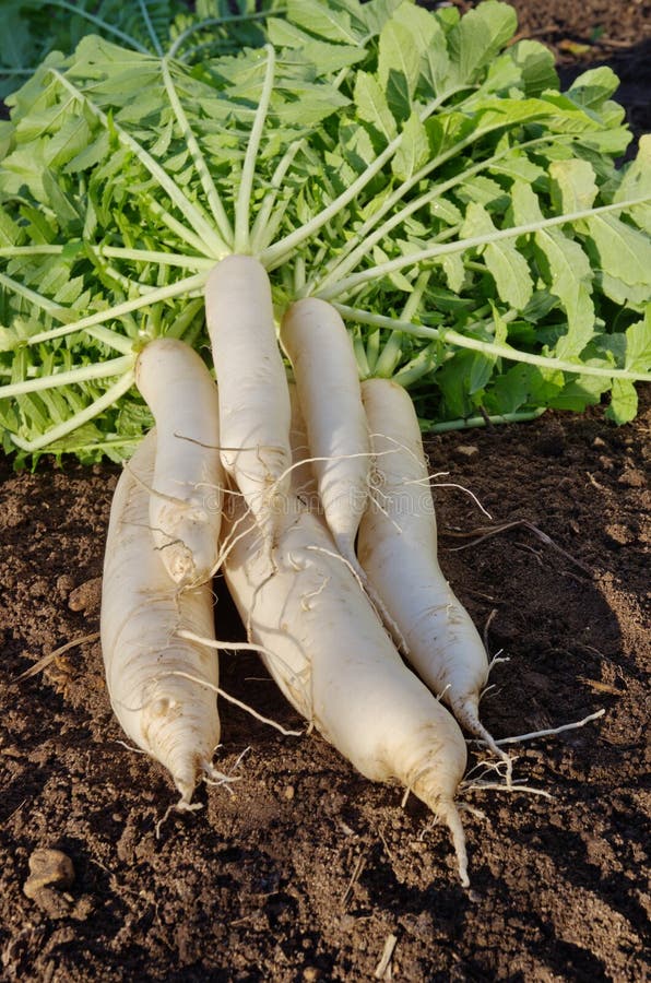 Fresh Daikon Radish Lying on the Ground Stock Image - Image of plant ...