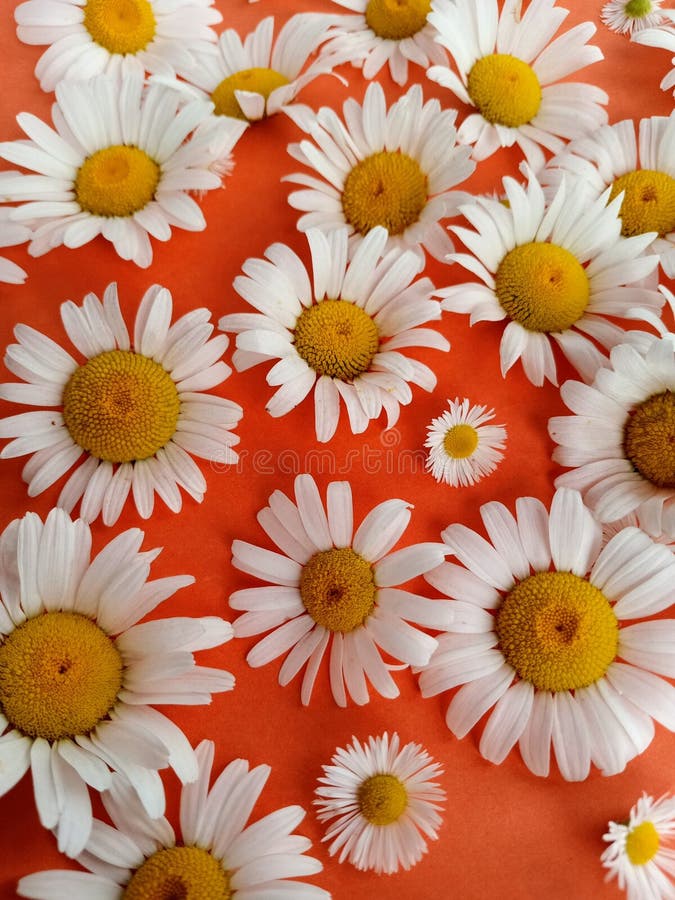 Fresh Daisies on an Orange Background Stock Photo - Image of blooming ...