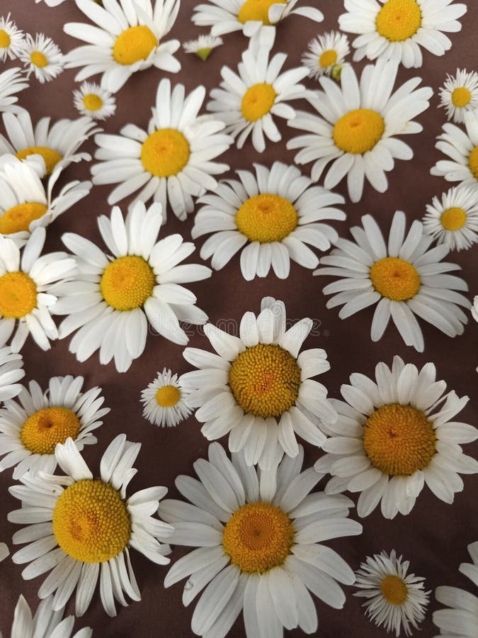 Fresh Daisies on a Brown Background Stock Photo - Image of color ...