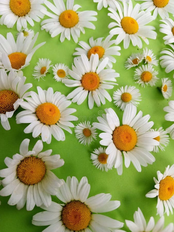 Fresh Daisies on a Green Background Stock Image - Image of botany ...