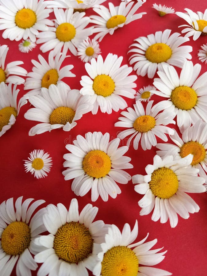 Fresh Daisies on a Red Background Stock Photo - Image of fresh, daisies ...