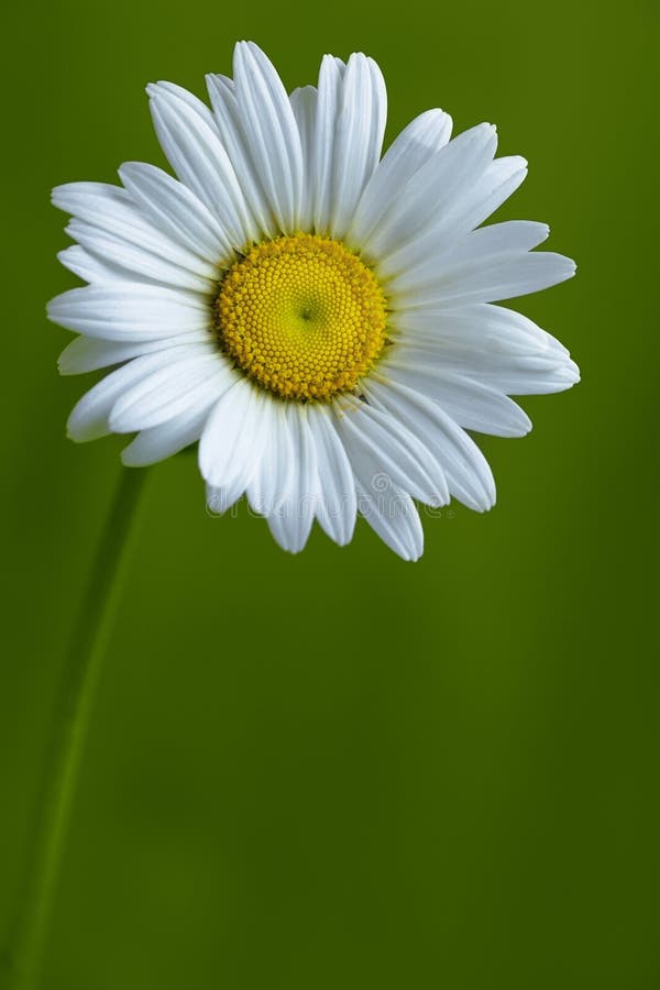 Fresh daisy stock photo. Image of clear, colorful, yellow - 14441714