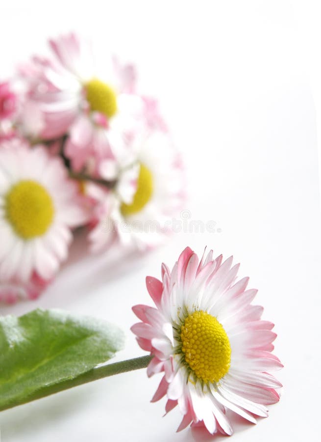 Fresh daisy stock image. Image of bright, gardening, april - 5216135