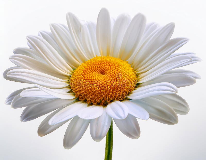 Fresh Daisy Flower Isolated on White Stock Photo - Image of beautiful ...