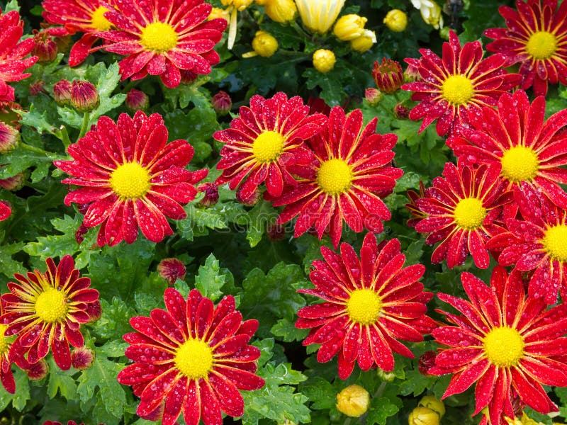 Fresh Daisy Flowering with Water Drop Stock Image - Image of garden ...