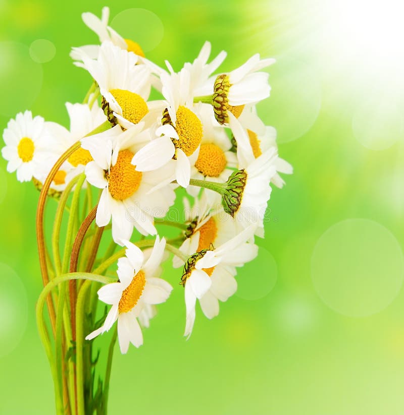 810+ Daisy flowers bouquet Free Stock Photos - StockFreeImages
