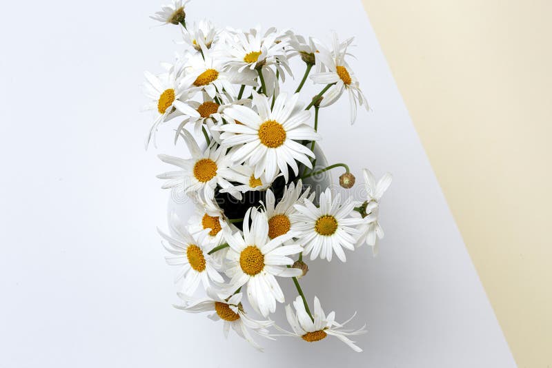 Fresh as a daisy stock photo. Image of fragrant, clean - 1646416