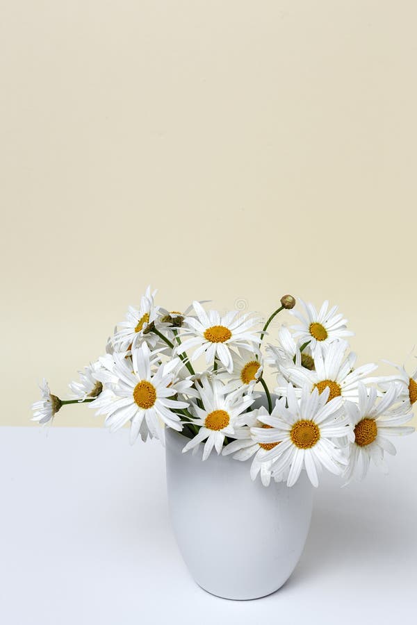 Fresh as a daisy stock photo. Image of fragrant, clean - 1646416