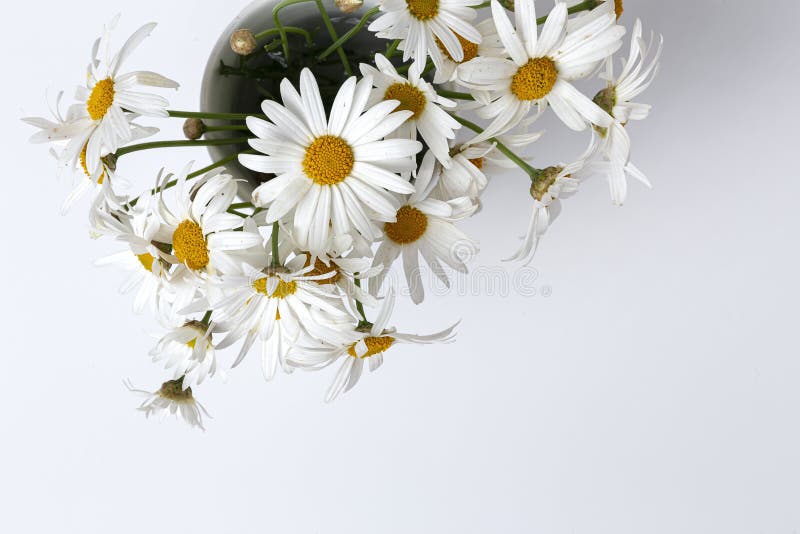 Fresh Daisy Flowers on Colorful Backgrounds Stock Image - Image of ...