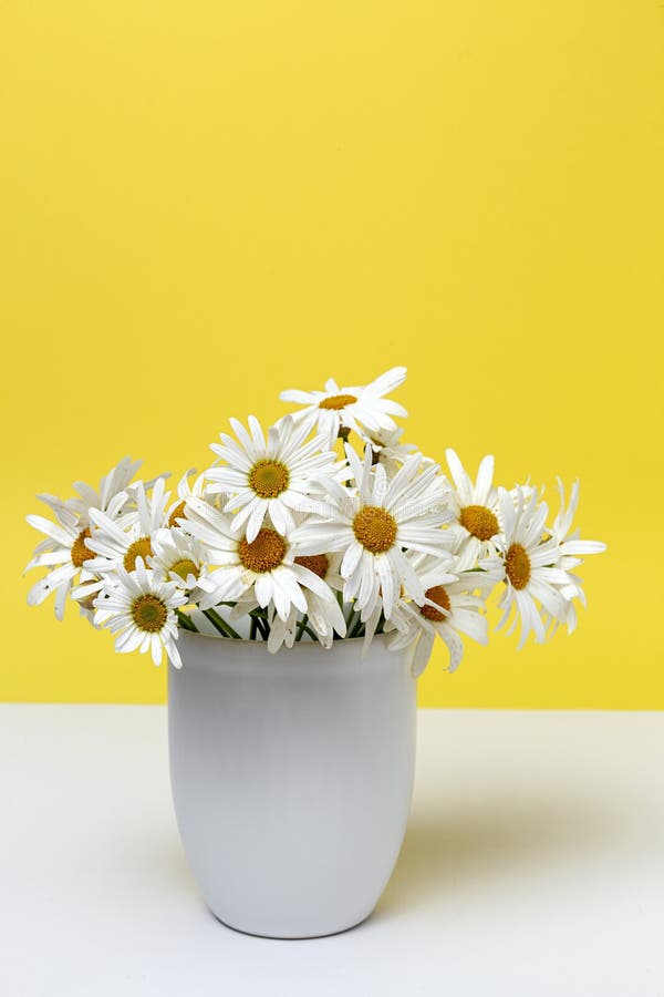 Fresh as a daisy stock photo. Image of fragrant, clean - 1646416