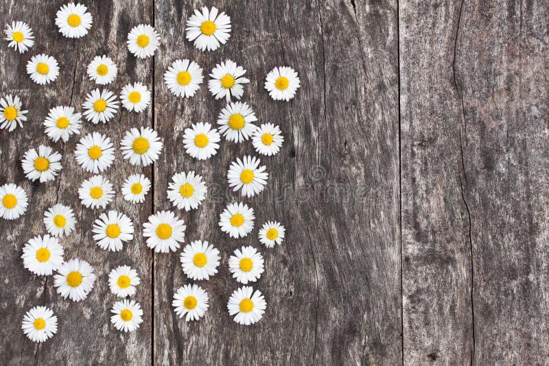 Fresh Daisy Flowers on the Wooden Table Stock Image - Image of ...