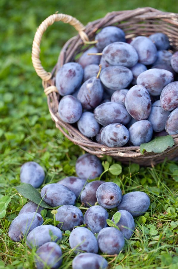 Fresh Damson Plums (Prunus Insititia) Stock Photo - Image of organic ...