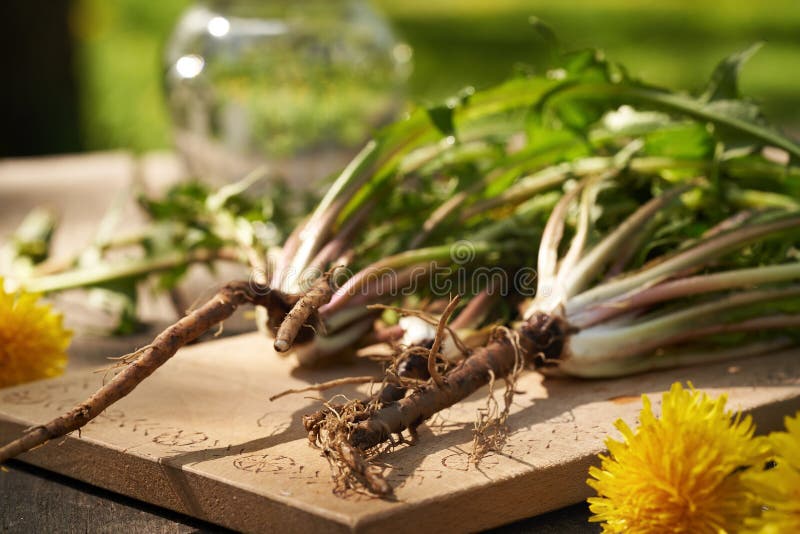 Fresh Dandelion Root with Leaves and Flowers Stock Photo - Image of ...