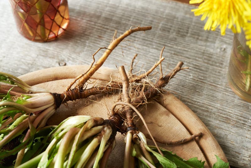 Dandelion root on a table stock photo. Image of rustic - 278019058