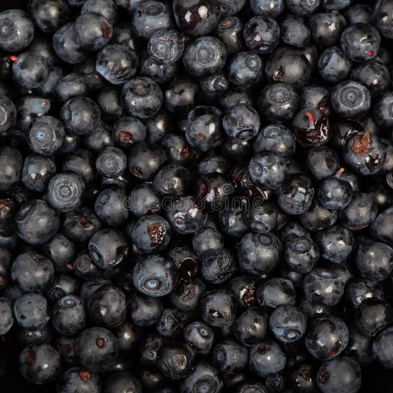 Fresh dark blueberry stock photo. Image of delicious - 200963988