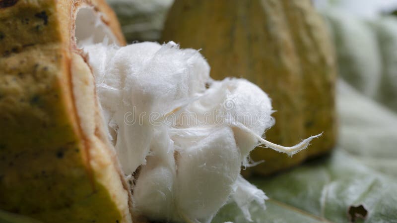 Fresh Dark Cocoa Pods with Half Sliced Stock Image - Image of delicious ...