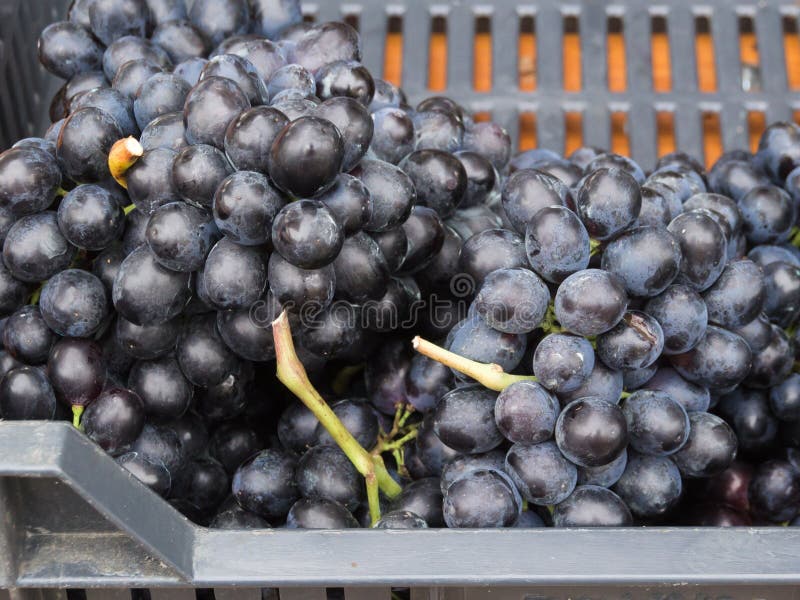 Fresh dark red grapes stock photo. Image of fruit, fresh - 75790810