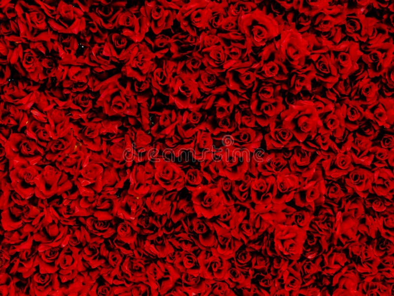 Fresh Dark Red Roses Close Up Background Stock Photo - Image of ...