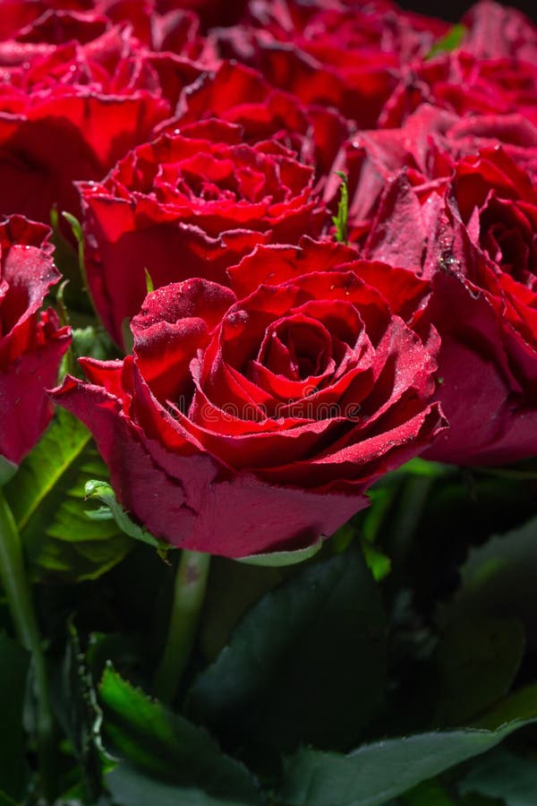 Fresh Dark Red Roses Close Up Texture Background Stock Image - Image of ...