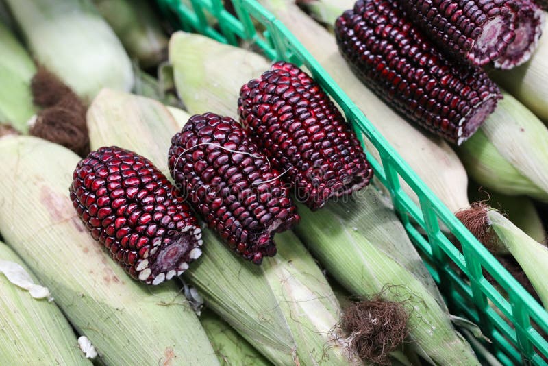 Fresh dark red waxy corn stock image. Image of farmland - 106906835