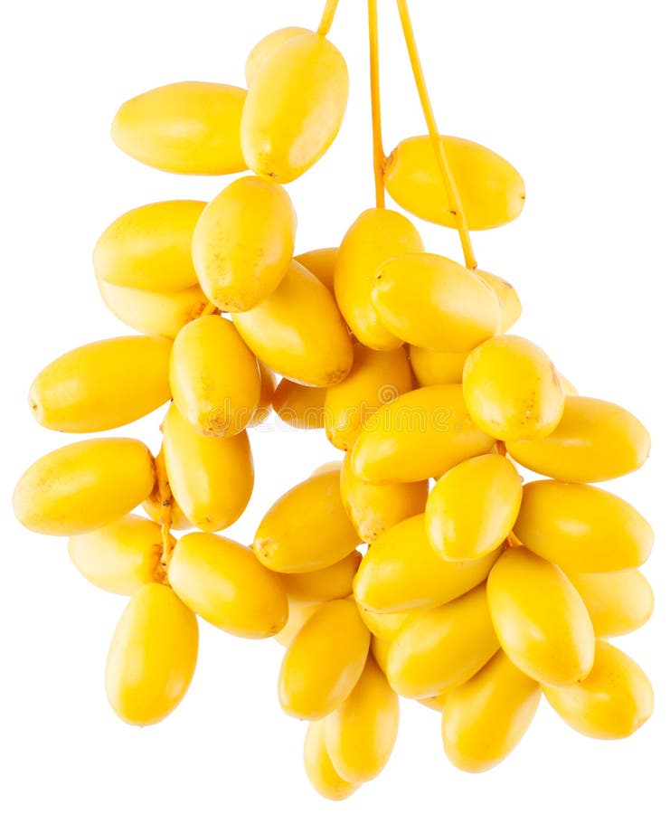 Fresh date fruits stock photo. Image of fruit, fresh - 25487190