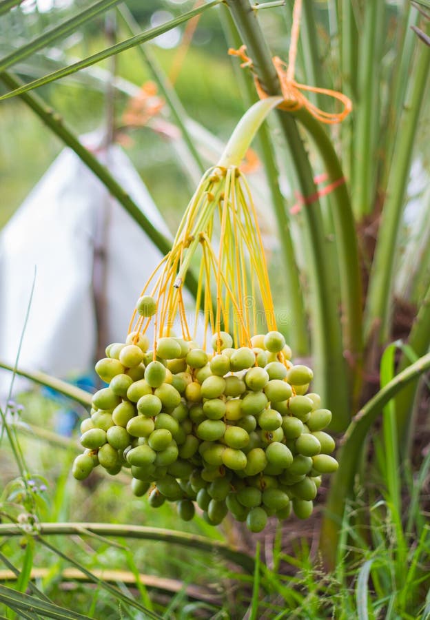 Fresh date palm stock image. Image of tree, agriculture - 94516439