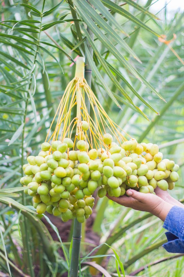 Fresh date palm stock image. Image of flora, palm, ripe - 95430781