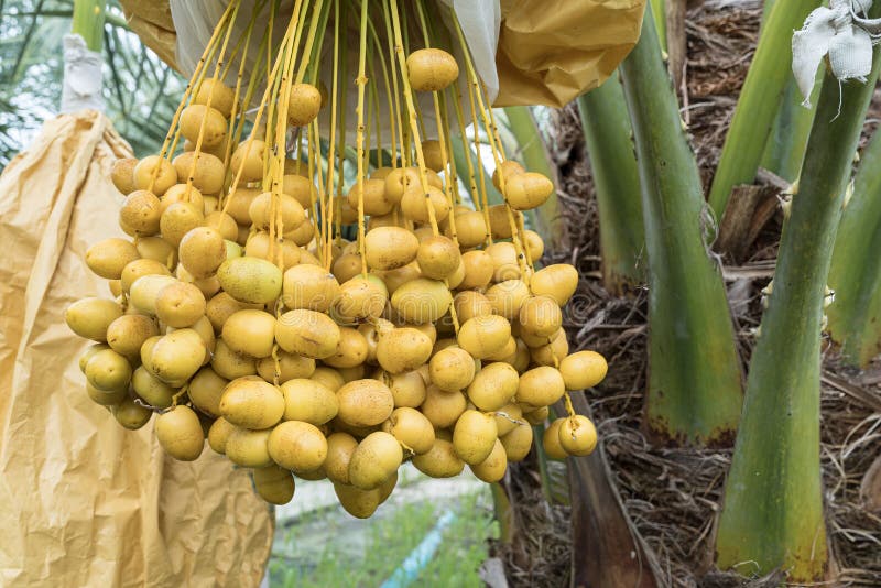 Fresh Date Palms. Raw Date Palm Phoenix Dactylifera Fruits Growing on a ...