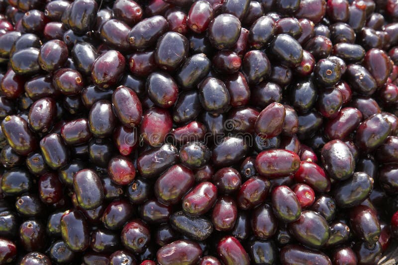 Fresh Dates stock photo. Image of display, healthy, background - 25144984