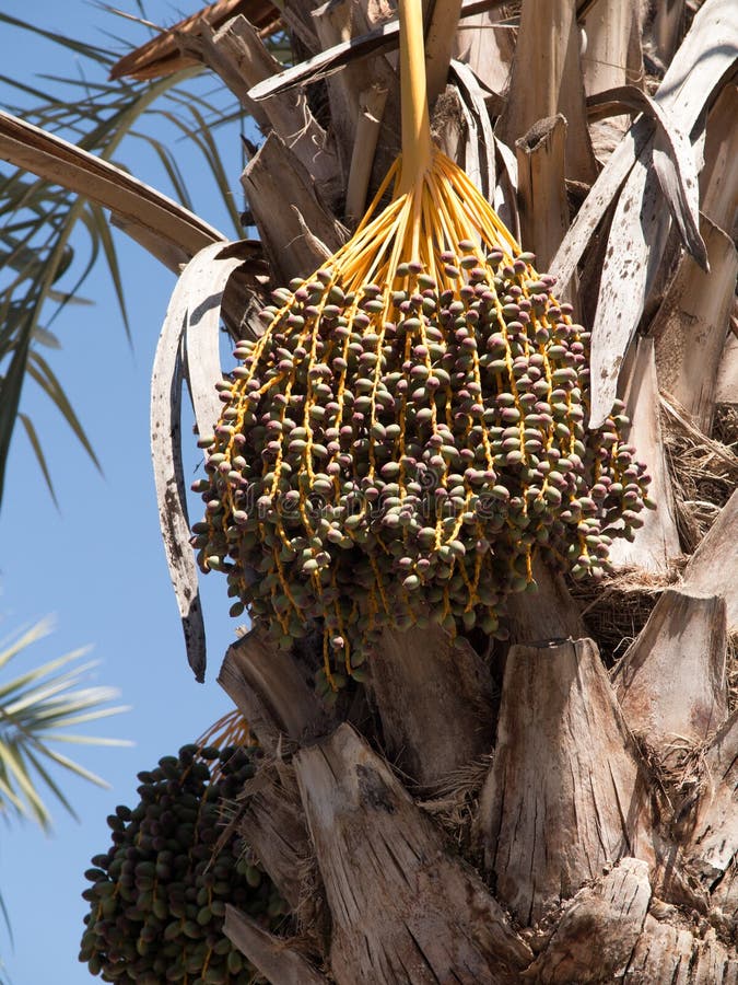 Fresh dates on date palm stock image. Image of evergreen - 58951157